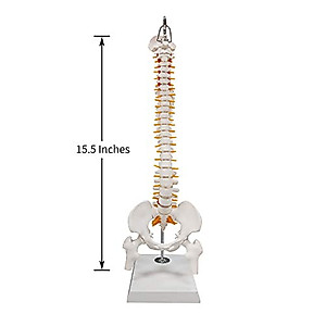 Ultrassist Miniature Human Spine Model, 15.5" Mini Flexible Bendable Spinal Cord with Herniated Disk, Nerves, Arteries, Pelvis and Femur Stumps, for Medical Students and Chiropractors, Includes Stand