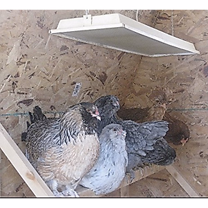 SWEETER HEATER Infrared Heater for Chicks & Pets, Overhead 11x30, 100 Watt