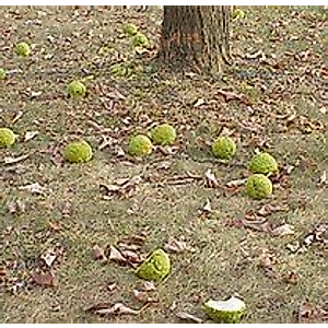 Osage Orange Tree, 30+ Premium Heirloom Seeds, Exotic & Rare, 60-80% Germination Rates, (Isla's Garden Seeds), Non GMO Seeds