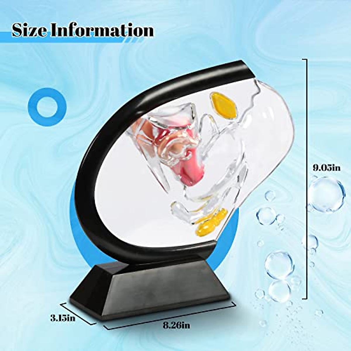 HamRoRung Transparent Uterus Model, Human Vagina Anatomical Model Female Reproductive Organ Model, Uterus Gifts Medical Teaching Models Gynecology Doctor Patient Communication Simulation