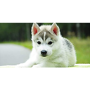 Immune Support Vitamins - Dogs Immune Support - Burdock Root Extract Organic - Burdock Root for Dogs - Immune Dog Pills, Immune Support for Dogs probiotic, Immune Support Supplement 2 Bot (120 Chews