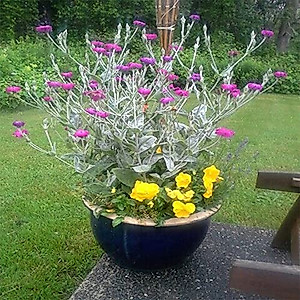 QAUZUY GARDEN 200 Rose Campion Magenta Silver Catchfly Lychnis Silene Coronaria Seeds ,Bee-Friendly Plants, Low-Maintenance
