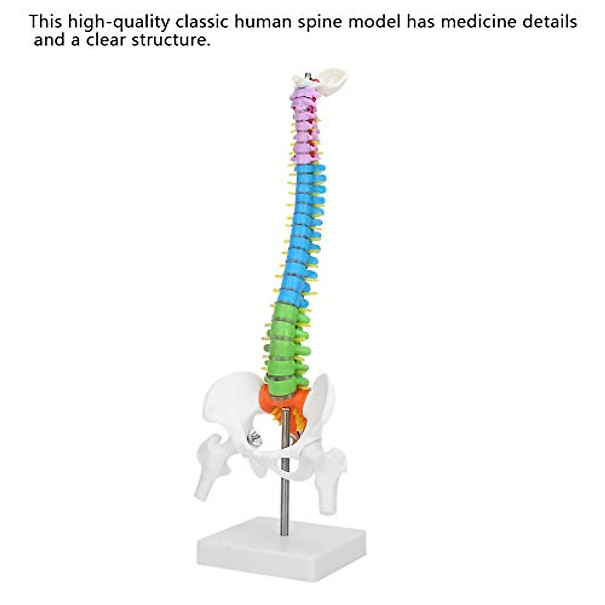 Human Spine Model Colored Flexible Scientific Anatomical Human Skeleton Spine Model Anatomy Model Including Spine Nerve Roots Vertebral Artery Transverse Spine Femur 45cm/17.7in