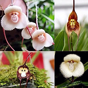 QAUZUY GARDEN 100 Rare Monkey Face Orchid Plant Seeds Monkey Orchid Monkey-Like Dracula Simia Seeds Blooms at Any Season Great Garden Gift