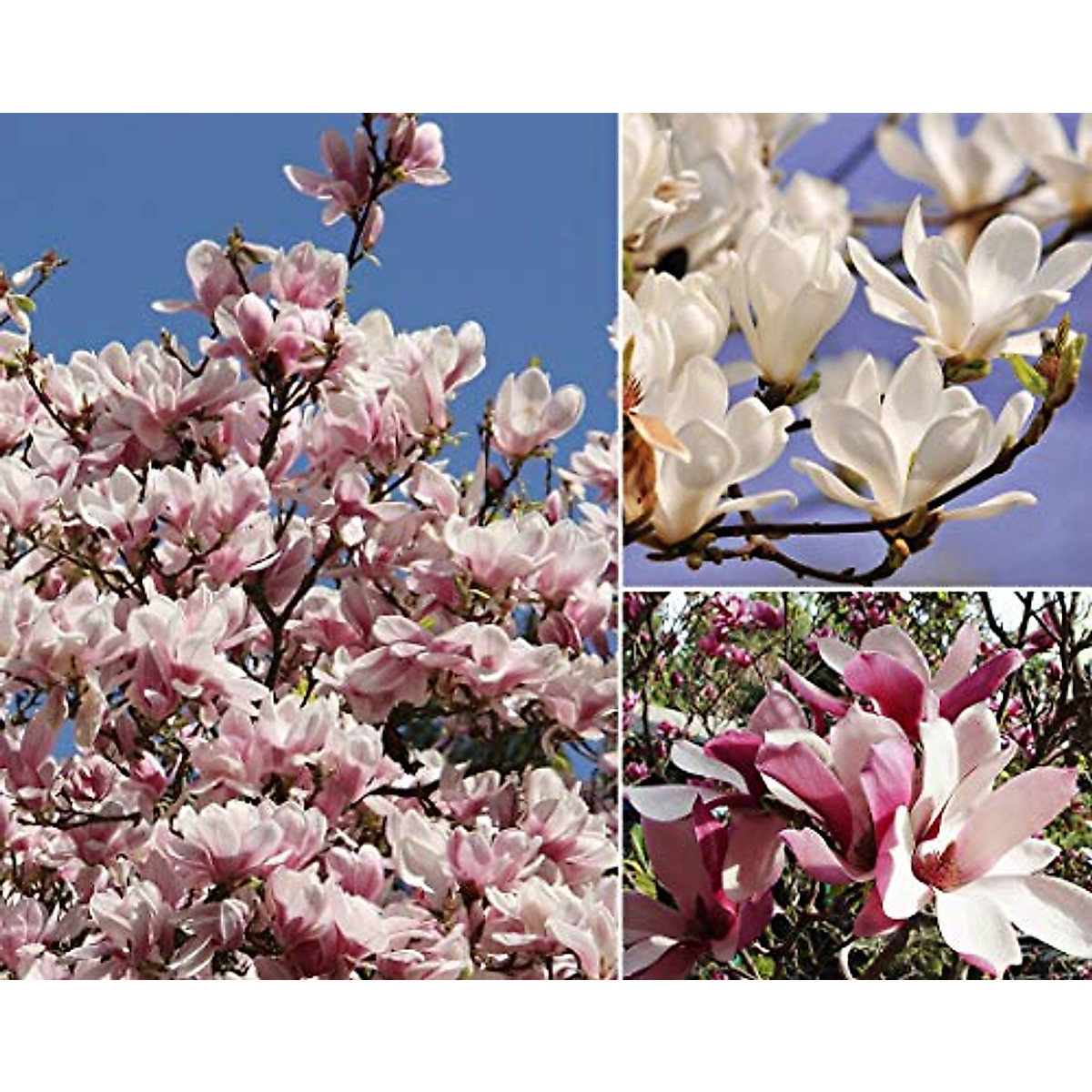 10+ Mixed Magnolia Flower Seeds Fragrant Tree Perennial Ornamental Plant Garden