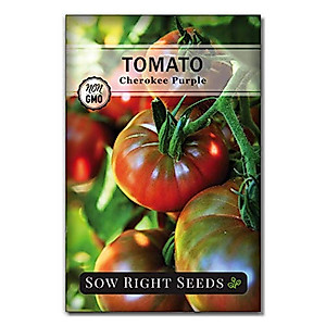 Sow Right Seeds - Colorful Tomato Seed Collection for Planting - Yellow Brandywine, Kellogg's Breakfast, Ponderosa Pink, and Cherokee Purple - Non-GMO Heirloom Varieties to Plant Home Vegetable Garden
