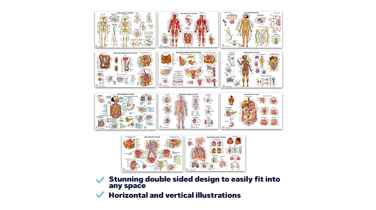 11 Human Anatomy Posters - Perfect for Medical Study