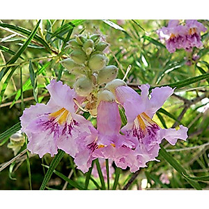 Desert Willow Tree Seeds - 25+ Seeds to Grow - Beautiful Flowering Willow Tree