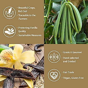 GRELIM Vanilla Bean Powder, 100% Pure Ground Madagascar Vanilla Powder Gluten-Free No Fillers or Additives Great for Baking, Coffee, Smoothies 2.11 Oz (60 g)