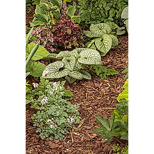 Proven Winners HEUPWP2146103 Cherry Truffles Live Plant, 0.65 Gallon