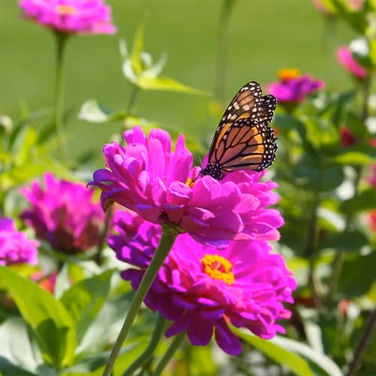 Park Seed Park's Picks Purple Zinnia Seeds, Pack of 50 Seeds
