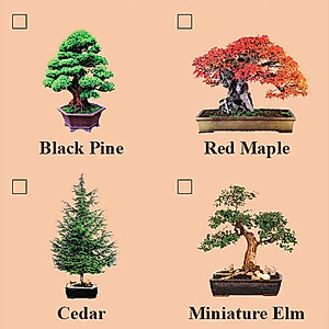 Eve's Black Pine Bonsai Seed Kit, Woody, Complete Kit to Grow Black Pine Bonsai Tree from Seed
