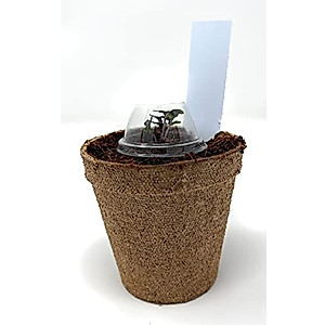 Heirloom Salad Greens Seed Starter Kit by EZ-gro | Our Indoor Vegetable Garden Kit Contains 5 Different Salad Seeds | Contains Everything an Indoor Vegetable Garden Kit Needs with Fertilizer