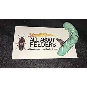 Hornworms aka Goliath Worms- 3/4" to 1"- 12-15/ Cup for Reptile, Birds, Chickens, Fish Food by Abdragons