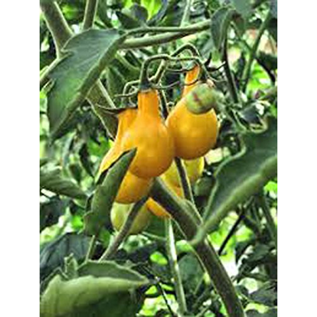 Tomato,Yellow PEAR Tomato Seed, Heirloom, Non-GMO, 25+ Seeds, Tasty, Great for Salads