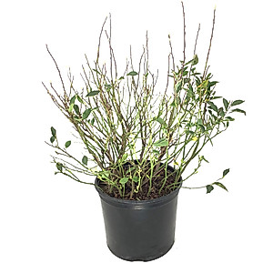 Premier Plant Solutions 10998 Proven Winners Sweetspire Itea Virginica Little Henry, 3 Gallon