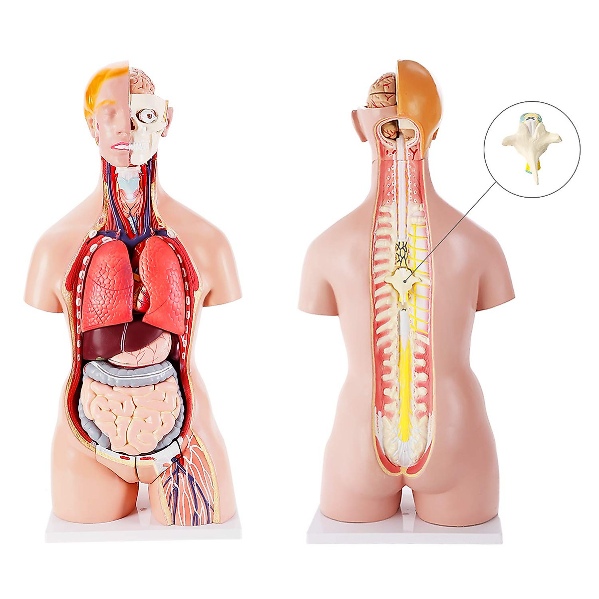 FriCARE Anatomy Model Human Body, Torso Anatomical Models for Medical Students Study Science High School Education Kids, Life Size with Internal 32 Removable Organ