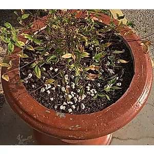 Gardening Pumice Soil Amendment | 3/8" Screened | 8 Quarts