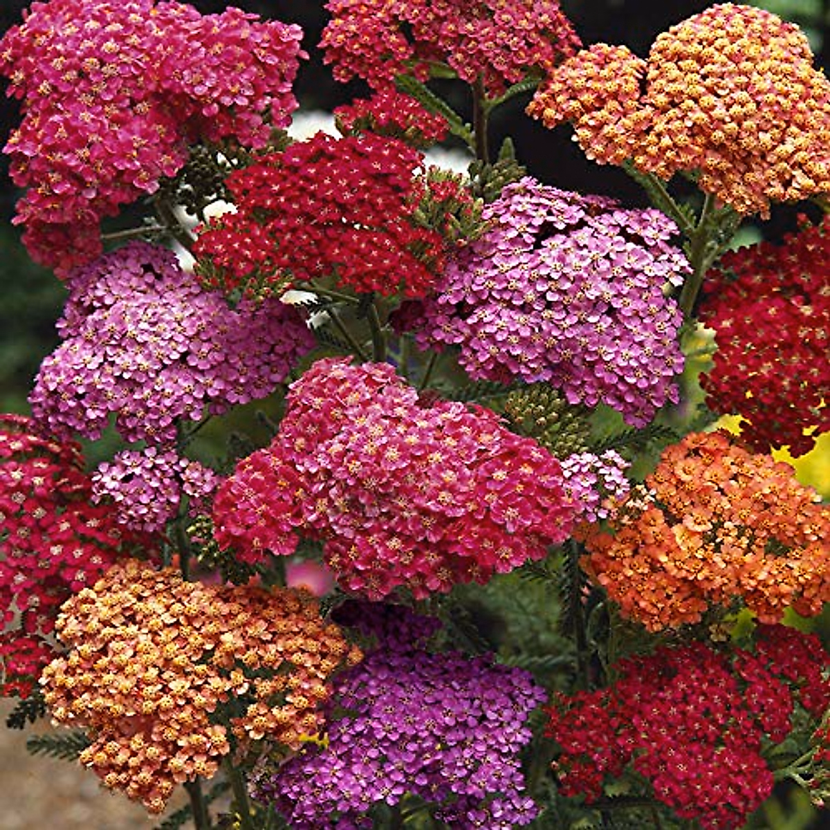 Outsidepride Achillea Yarrow Summer Berries Garden Flowers for Cutting, Dried Arrangements - 1000 Seeds