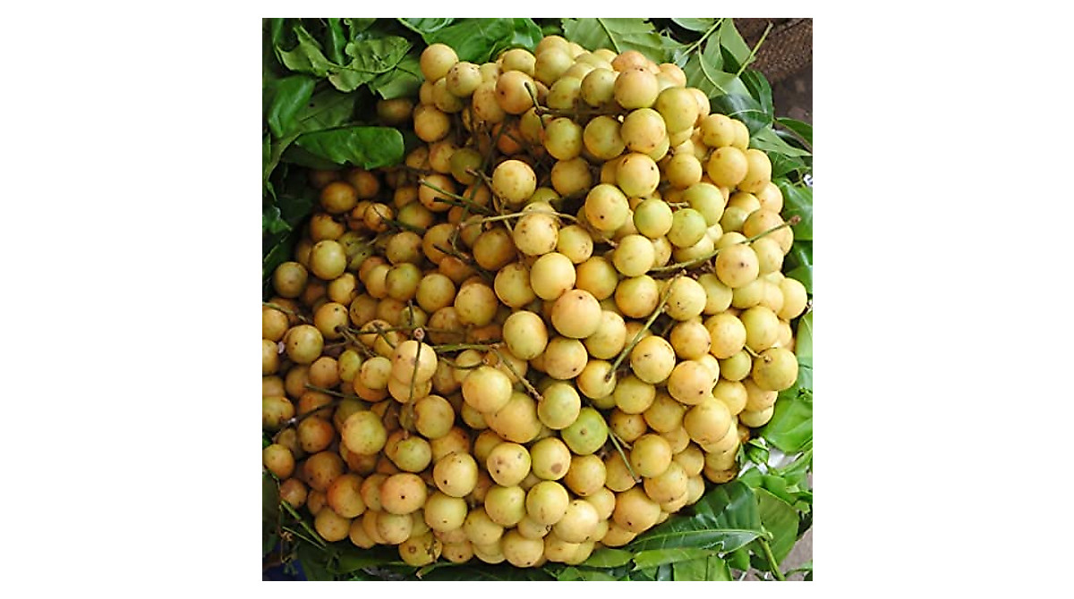 Grow Burmese Grape Seeds: Non-GMO, Edible Tropical Fruit Tree
