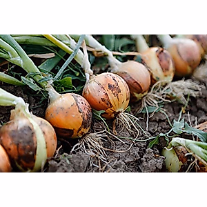 Gaea's Blessing Seeds - Onion Seeds - Non-GMO Heirloom Seeds with Easy to Follow Instructions (Walla Walla Sweet Onion) 93% Germination Rate