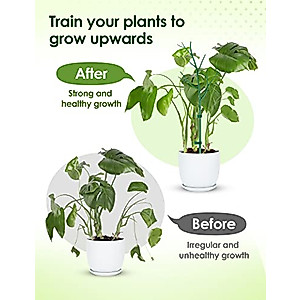 NiHome Comprehensive Plant Support Stake Set of 6 - Durable, UV Resistant 39.5" Stakes with Extension Poles, Orchid Clips & Plant Ties for Climbing Indoor & Outdoor Plants, Monstera, Pothos & More