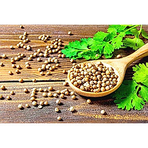 Coriander Cilantro Magnum Seeds for Planting Herb Garden 500+ Seeds