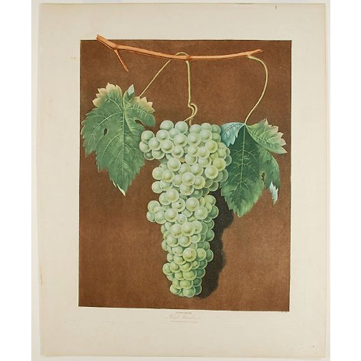 [Grapes] Royal Muscadine Grape