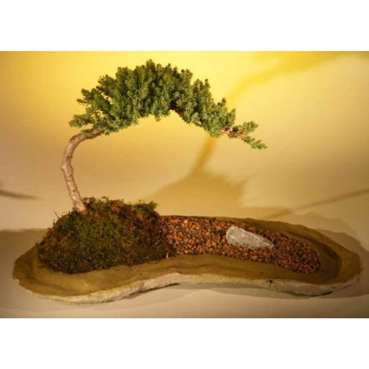 Japanese Juniper Live Bonsai Tree 9" Tall 8 Years Old