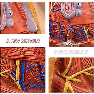 3D Human Uterus Model Uterus Vulva Combination Model Human Uterus Model, Model Model of Female Reproductive System for Human Anatomy and Physiology Education