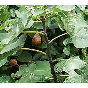 2 Fig Trees Celeste Large Fig Fruit Plant 20 Inches Ornaments Perennial Garden Simple to Grow Pots