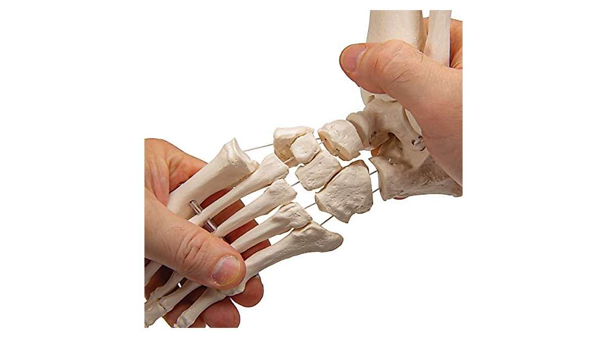 3B Scientific Foot Skeleton - Flexible Anatomical Model