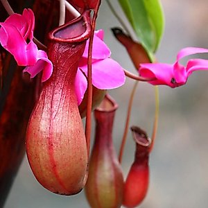 KOqwez33 Flower Garden Decoration 400Pcs/Bag Fast Growing Nepenthes Seeds Carnivorous Gorgeous Bonsai Garden Pitcher Plant Seeds for Balcony - Nepenthes Seeds