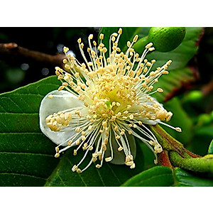 Guava, Psidium Guajava, 50 Tree Seeds (Edible Fruit, Fast Growing)