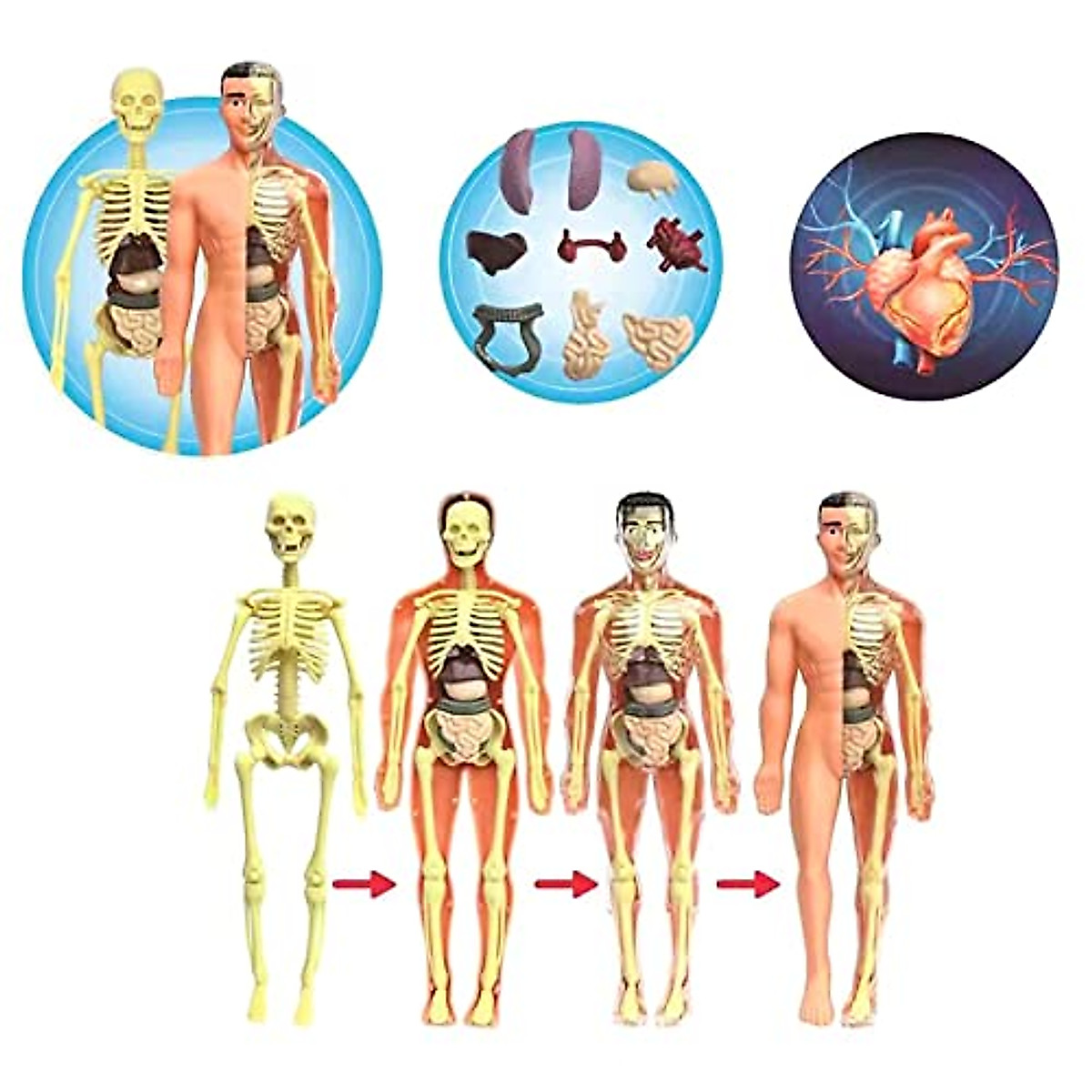 Hiawbon 3-D Human Body Model People Action Figure Human Torso Body Anatomy Interactive Scientific Kit with Removable Organs and Skeleton Model,Set A