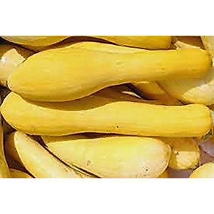 Squash, Early Prolific Straightneck Squash Seed, NON-GMO, 25 Seeds per Package.
