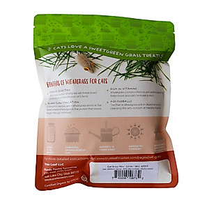 Organic Cat Grass Seed Blend for Planting - 12 oz. Handy Pantry Brand - A Healthy Mix of Organic Wheatgrass Seeds, Barley, Oats, and Rye Seeds - Non-GMO Wheatgrass Seeds for Pets