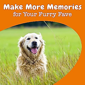 Zesty Paws Advanced Cognition Soft Chews for Dogs - with Omega 3 DHA, Ashwagandha & Alpha GPC - for Senior Dog Brain Health & Nervous System Support - Supplement for Calming & Relaxation - 90 Count
