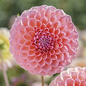 Dahlia Bulbs (Ball) - Linda's Baby - 8 Bulbs - Pink/Orange Flower Bulbs, Tuber Attracts Bees, Attracts Butterflies, Attracts Pollinators, Easy to Grow & Maintain, Fast Growing, Cut Flower Garden