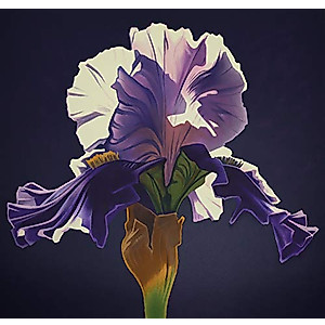 Morning Iris by Ed Mell, Lithograph, 26" x 27.75"