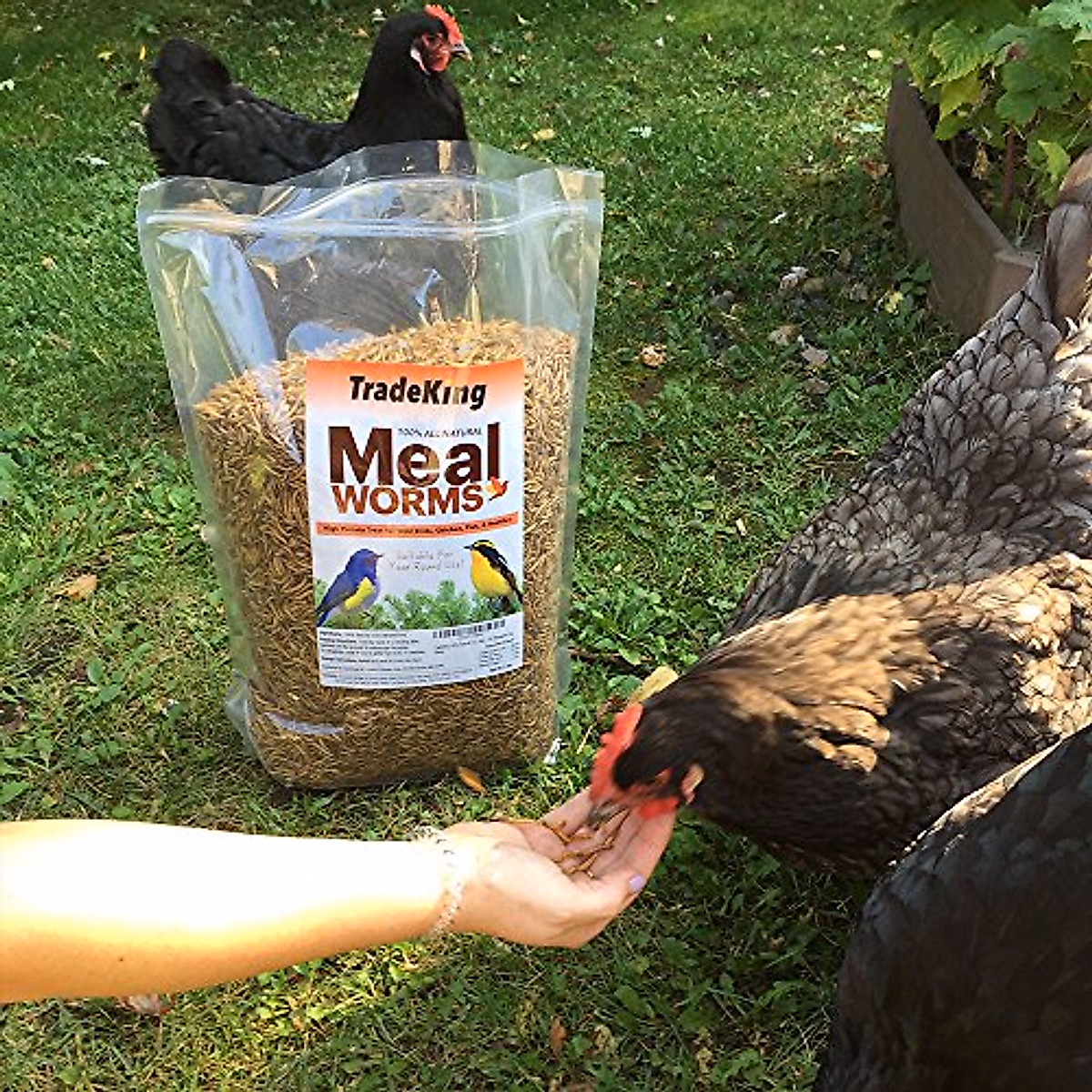 TradeKing 1 lb Dried Mealworms - High Protein Treat for Wild Birds, Chicken, Fish & Reptiles