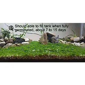 Fresh Water Aquarium Live Plants Foreground Seeds or Carpeting in Planted Fish Tank. Safe for Shrimps, Betta, Goldfish, and Guppies.