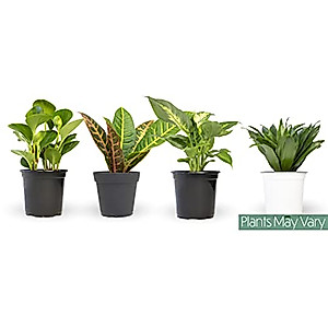 Essential Houseplant Collection (4PK) Live Plants Indoor Plants Live Houseplants in Plant Pots, Easy House Plants Indoors Live, Snake Plant, Pothos in Potting Soil, Clean Air Plants by Plants for Pets