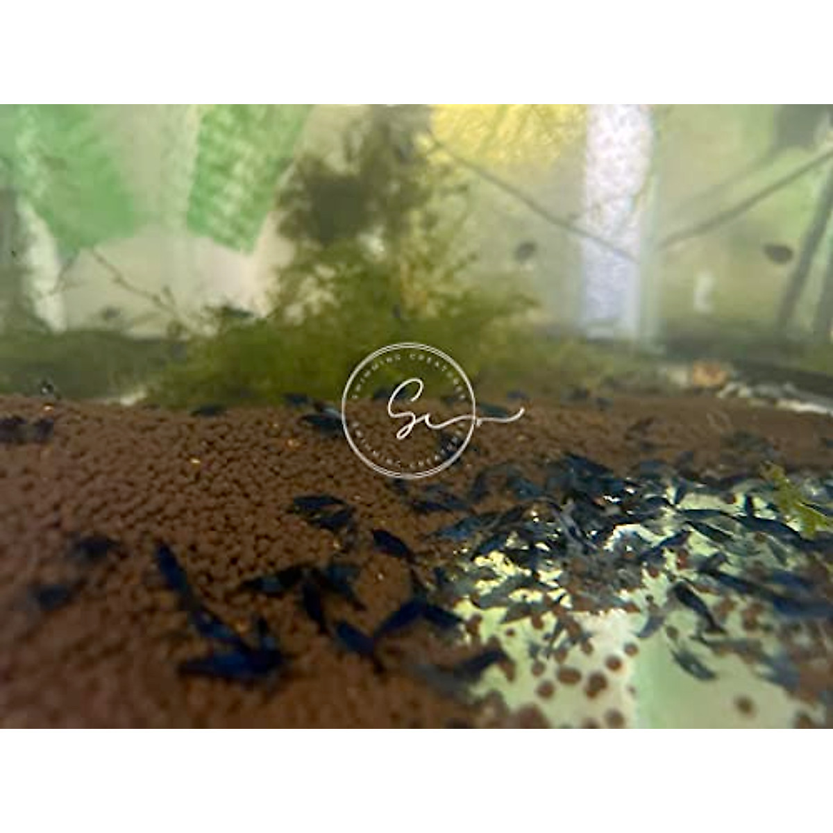 Swimming Creatures 10 Blue Dream(Grade A+) Neocaridina Freshwater Aquarium Shrimp. Live Arrival Guarantee.