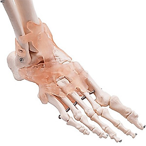 Foot Joint Model Human Foot Ankle Joint Model with Ligament Medical Science Life Size
