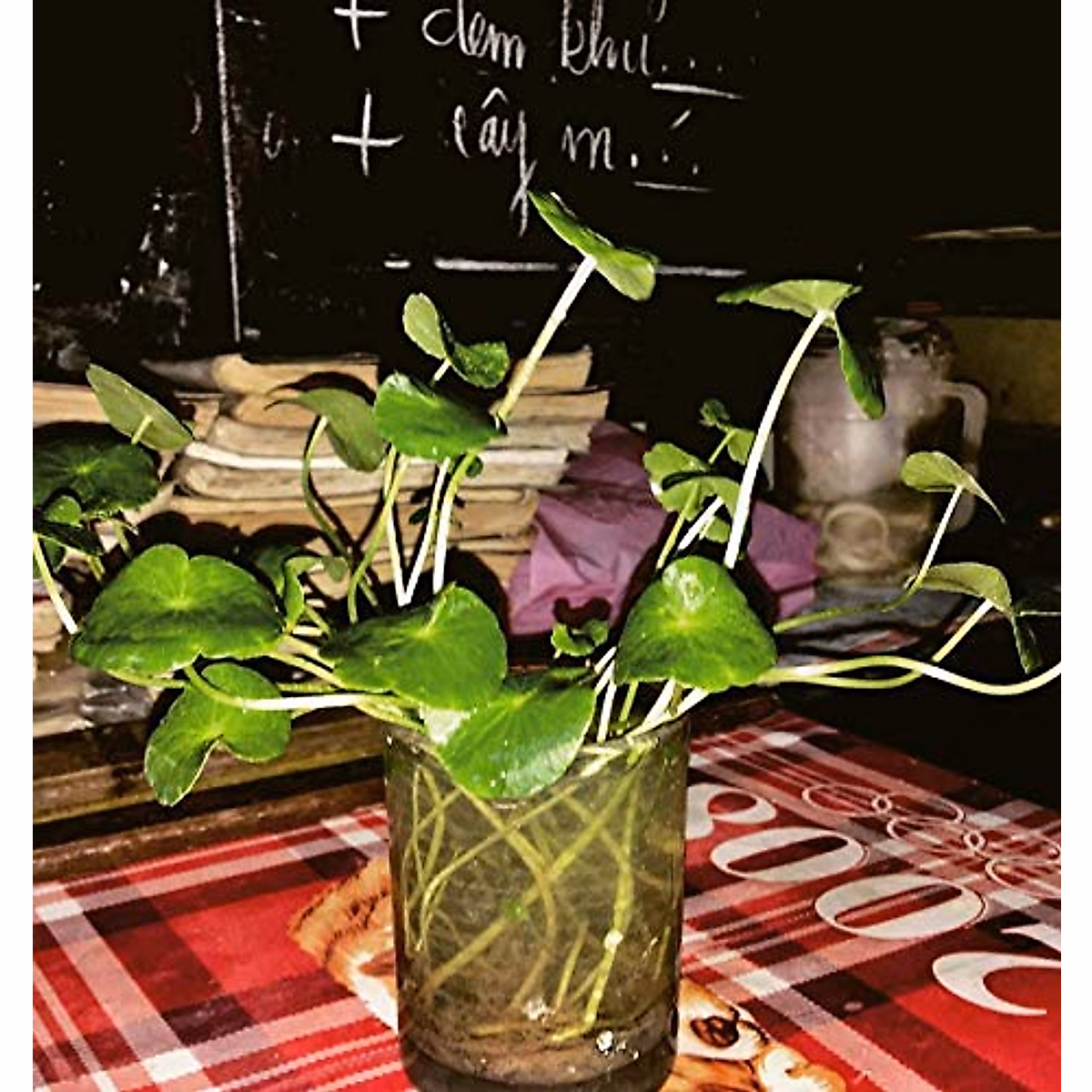 Mainam Whorled Pennywort Bunch Hydrocotyle Verticillata Live Aquarium Plants 3 Days Live Guaranteed for Freshwater Pond Fish Tank