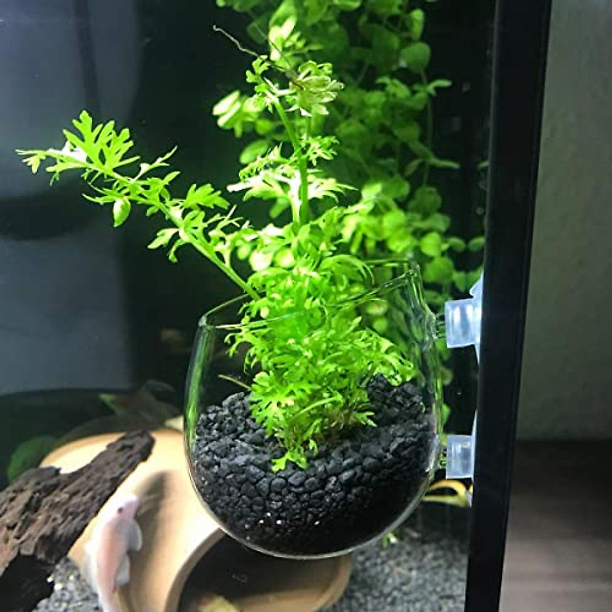 Crystal Glass Aquatic Plant Cup Pot Holder,Fashionclubs Aquarium Tank Live Plant Glass Pot Red Shrimp Holder with 2 Suckers,Fish Tank Aquascape Decor,2-Pack