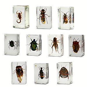 Dr. Steve Hunters - Bugs World Collection - 10 REAL insects - Scientific Educational Toy