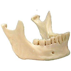 Life Size Model Human Skull Replica Natural Jaw Bone Mandible Life Size Business Name Card Holder
