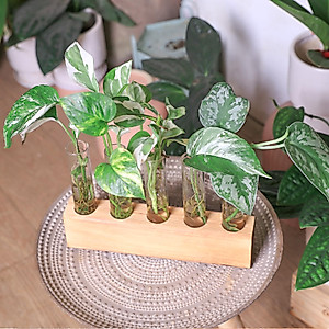 KAXYEW Plant Propagation Station, Plant Propagation Tubes, Gifts for Plant Lovers Office Desk House Garden Décor Plant Terrarium with Wooden Stand